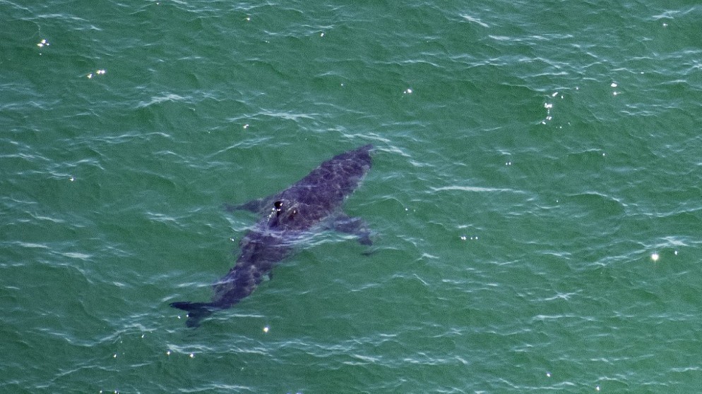 مقتل سائح إثر هجوم قرش بالبحر الأحمر | عربي و دولي | وكالة عمان جو ...